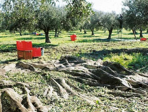 Meet Alberto Gallufo, the "World's Best" Olive Oil Maker - Appetito