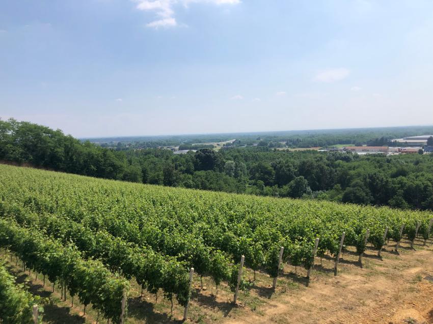 A Beginner’s Guide to Nebbiolo Wines - Appetito