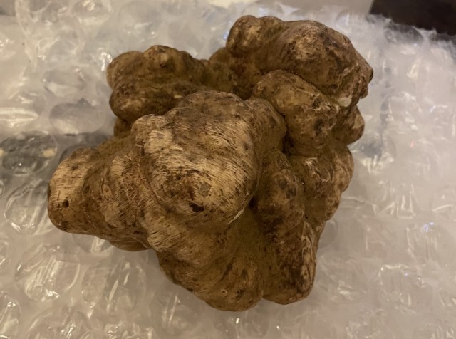 Italy's Largest White Truffle Has Arrived at Sistina in NYC - Appetito