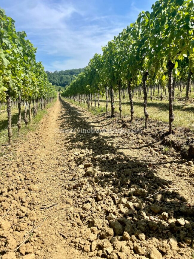 Get to Know the Wines of Collio in Friuli-Venezia Giulia - Appetito