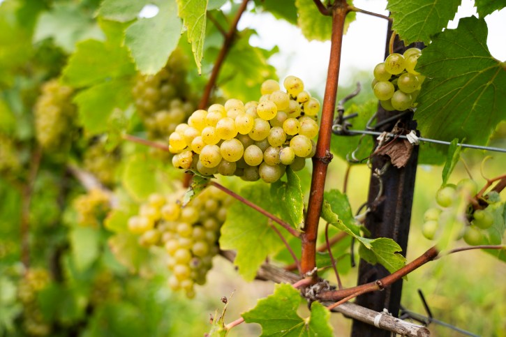 How Casa-Dea Brought Pecorino Wine from Abruzzo to Canada - Appetito